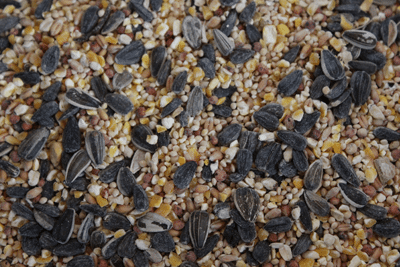 Birds Luv Em Wild Bird Seed 25 Lbs - Noah's Ark