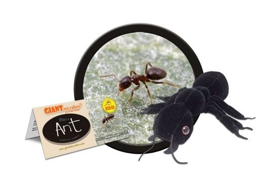 Giant Microbes Black Ant Educational Plush - Ziya Blue