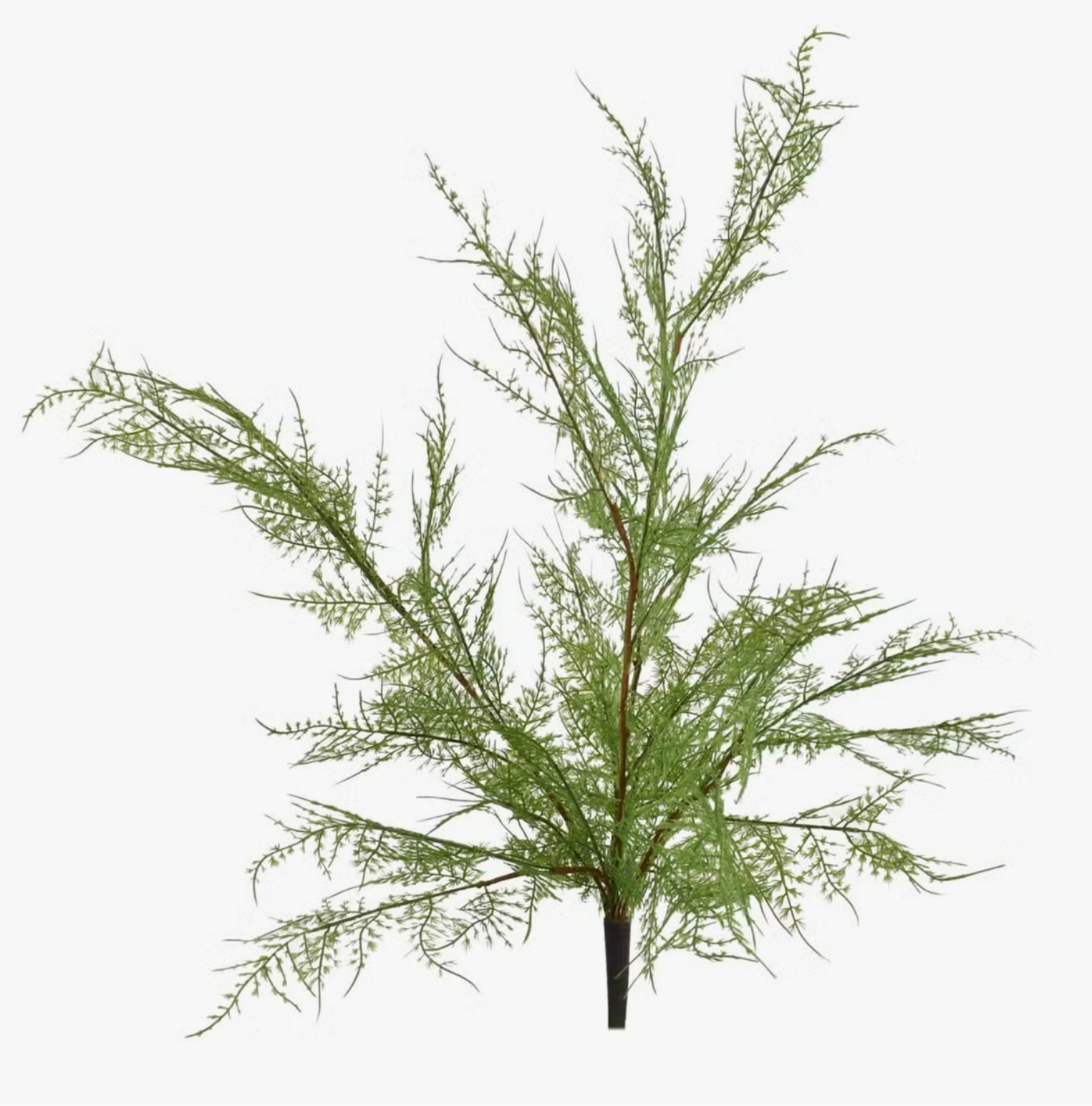 Plumosa Fern Insert - Mickler & Co. Design Studio