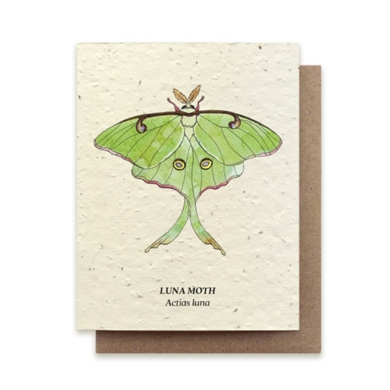 The Bower Studio Luna Moth Plantable Wildflower Seed Card - Two & A Half Sisters