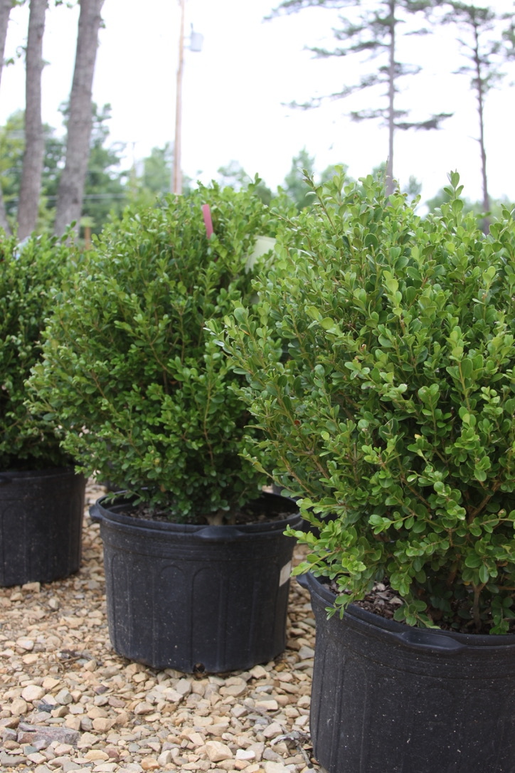Welcome to Huckleberry Knob Nursery - Huckleberry Knob Nursery Welcome to Huckleberry Knob Nursery - Huckleberry Knob Nursery