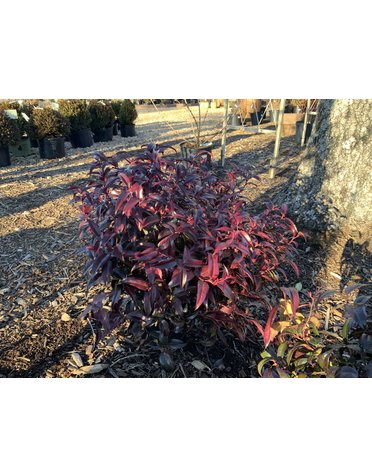Shrubs - Huckleberry Knob Nursery