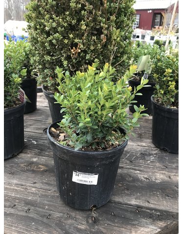 Shrubs - Huckleberry Knob Nursery