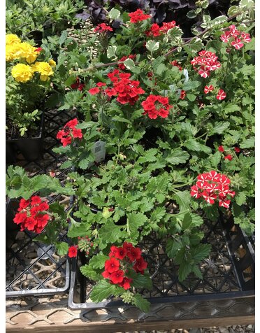 Annuals - Huckleberry Knob Nursery