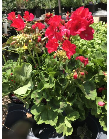 Annuals - Huckleberry Knob Nursery