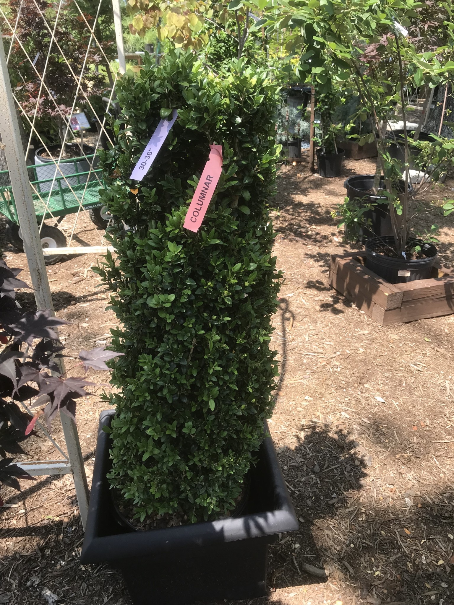 Boxwood, Fastigiata (Columnar), Buxus Sempervirens Fastigiata (Columnar ...