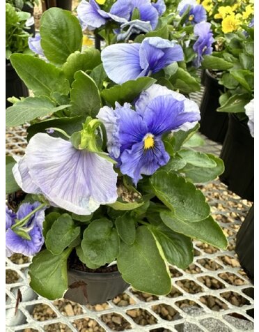 Perennials - Huckleberry Knob Nursery