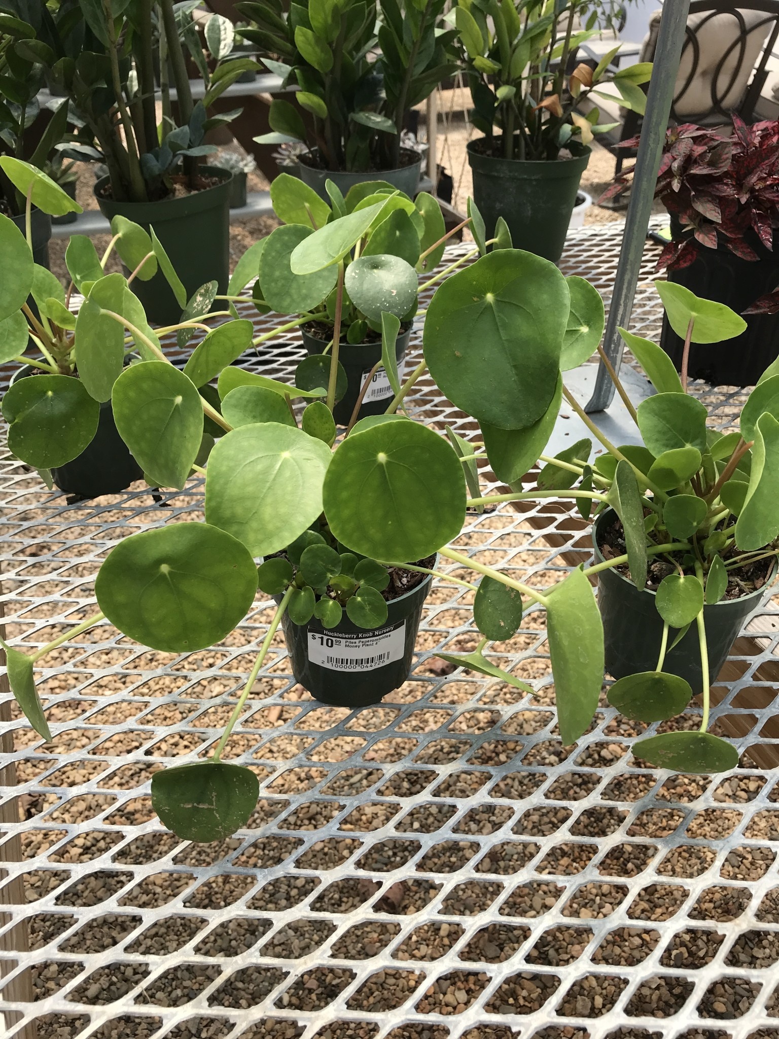 Pilea Peperomioides Money Plant 4" - Huckleberry Knob Nursery