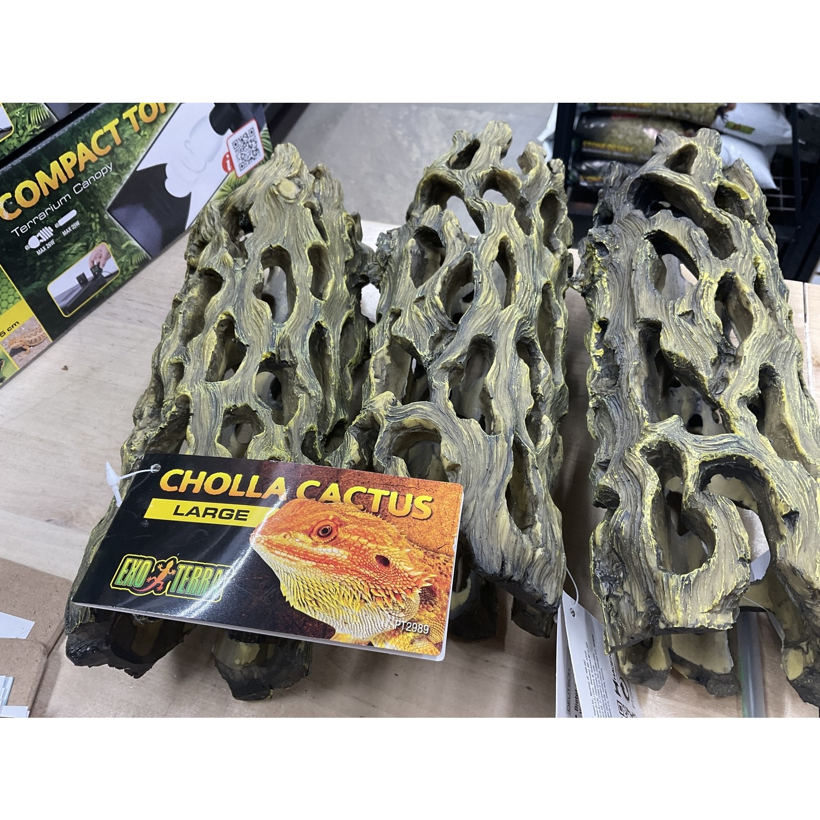 Cholla Cactus Skeleton