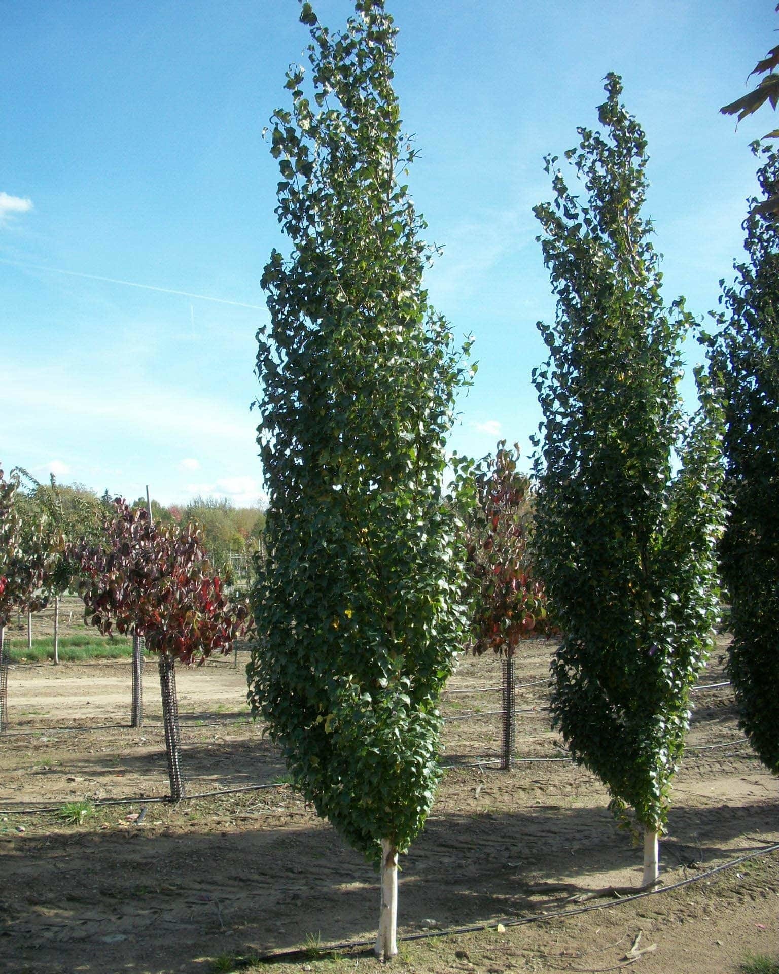 Birch Parkland Pillar 5 Gal - Echoglen Gardens