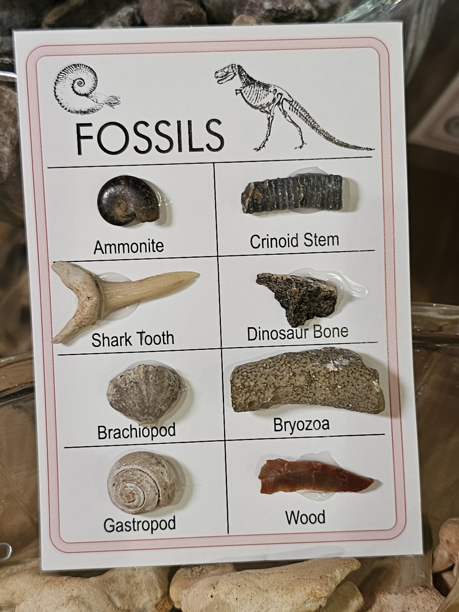 Fossil Card - Energy Within Crystals
