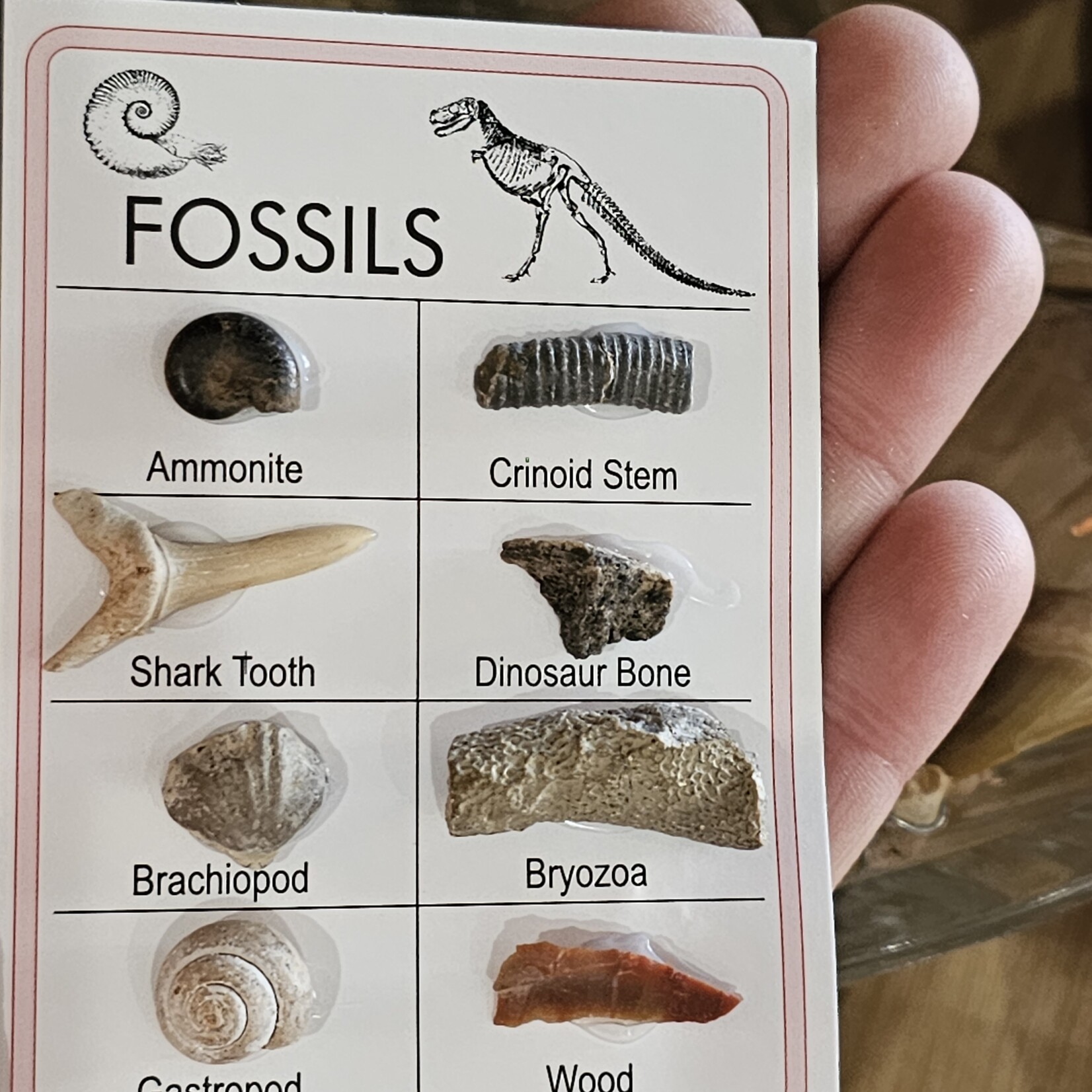 Fossil Card - The Energy Within KC Crystal and Metaphysical Shop