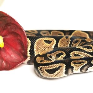 Royal Pythons Cove - Royal Pythons Cove