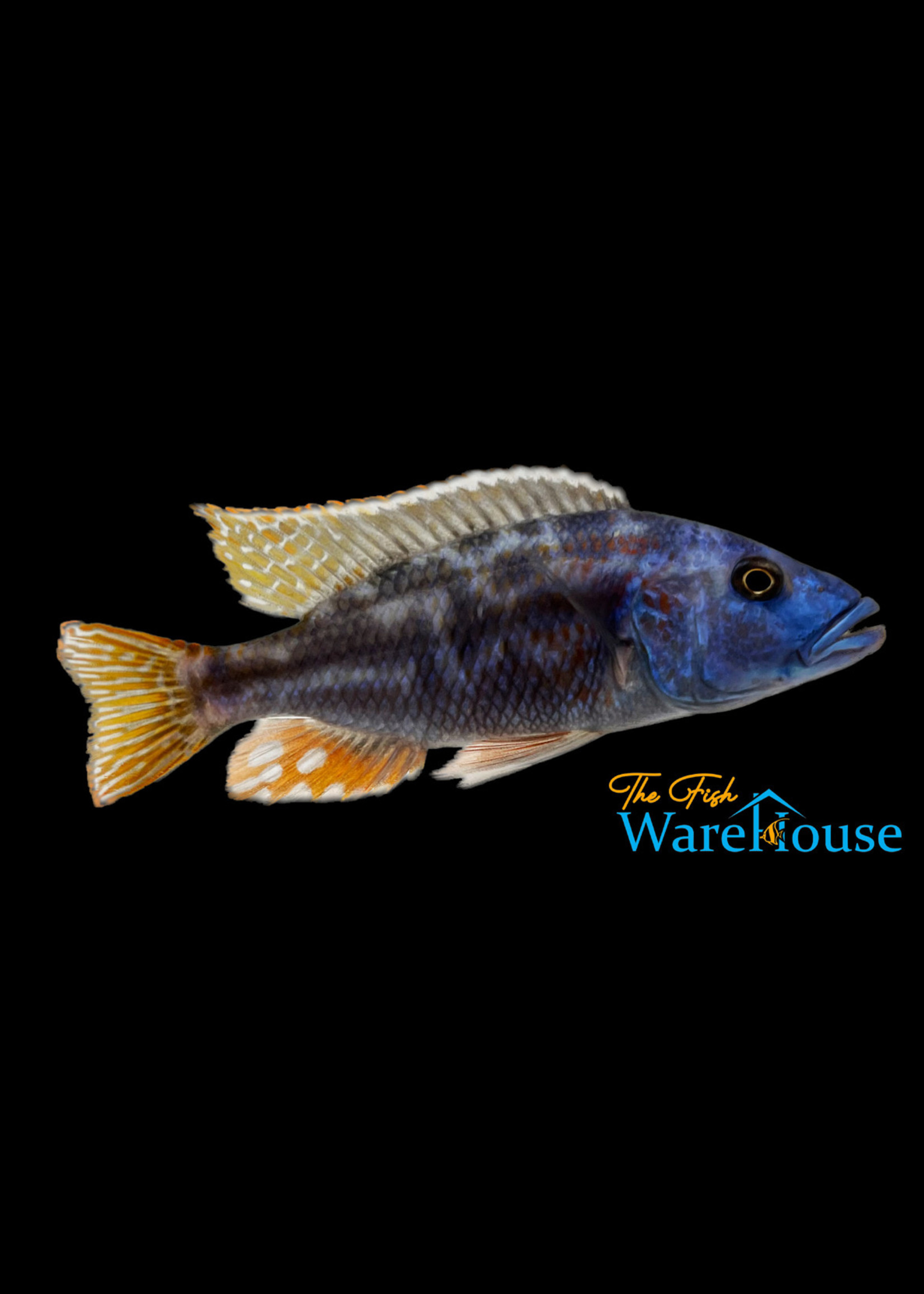 Fusco Cichlid (Nimbochromis fuscotaeniatus) - The Fish Warehouse