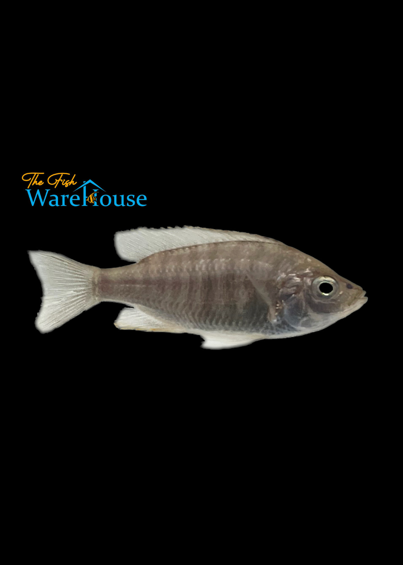 Mloto Goldcrest Hap (Copadichromis mloto goldcrest Makonde) - The Fish ...