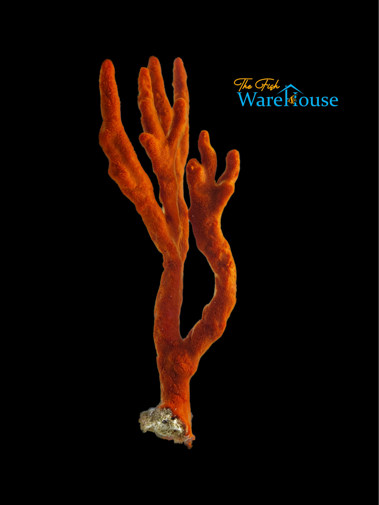 Red Tree Sponge (Amphimedon compressa) - The Fish Warehouse