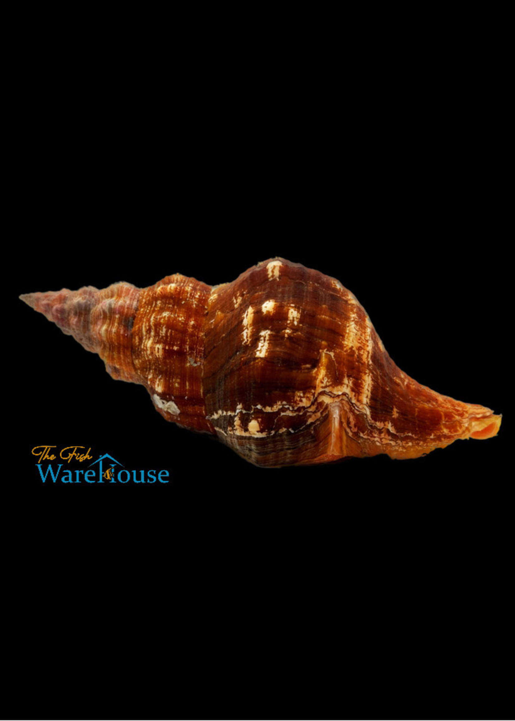 Horse Conch (Triplofusus giganteus) - The Fish Warehouse