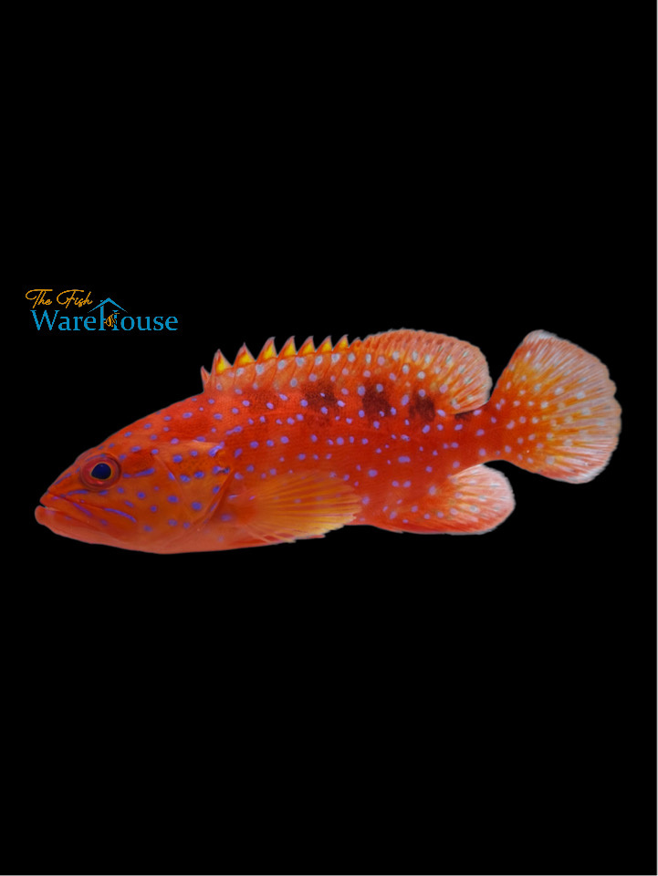 Miniatus Grouper (Cephalopholis miniatus) - The Fish Warehouse