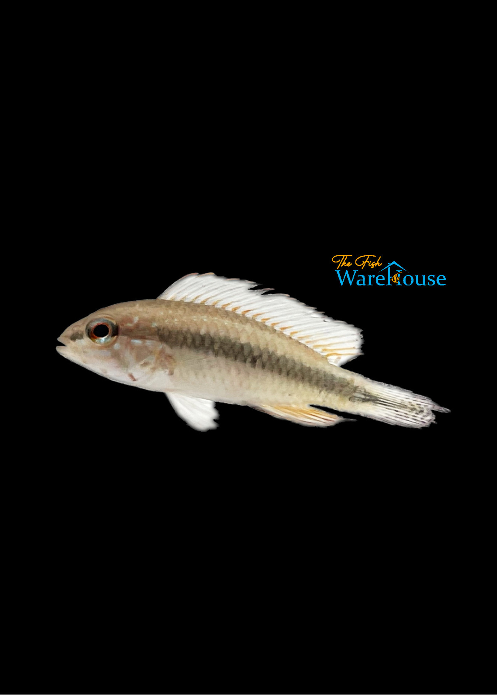 Apisto. Iniridae (Apistogramma iniridae) - The Fish Warehouse