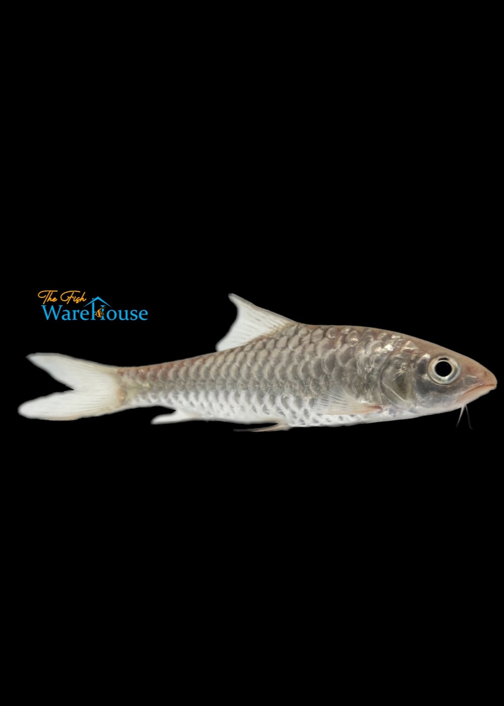 Thai Mahseer (Tor tambroides) - The Fish Warehouse