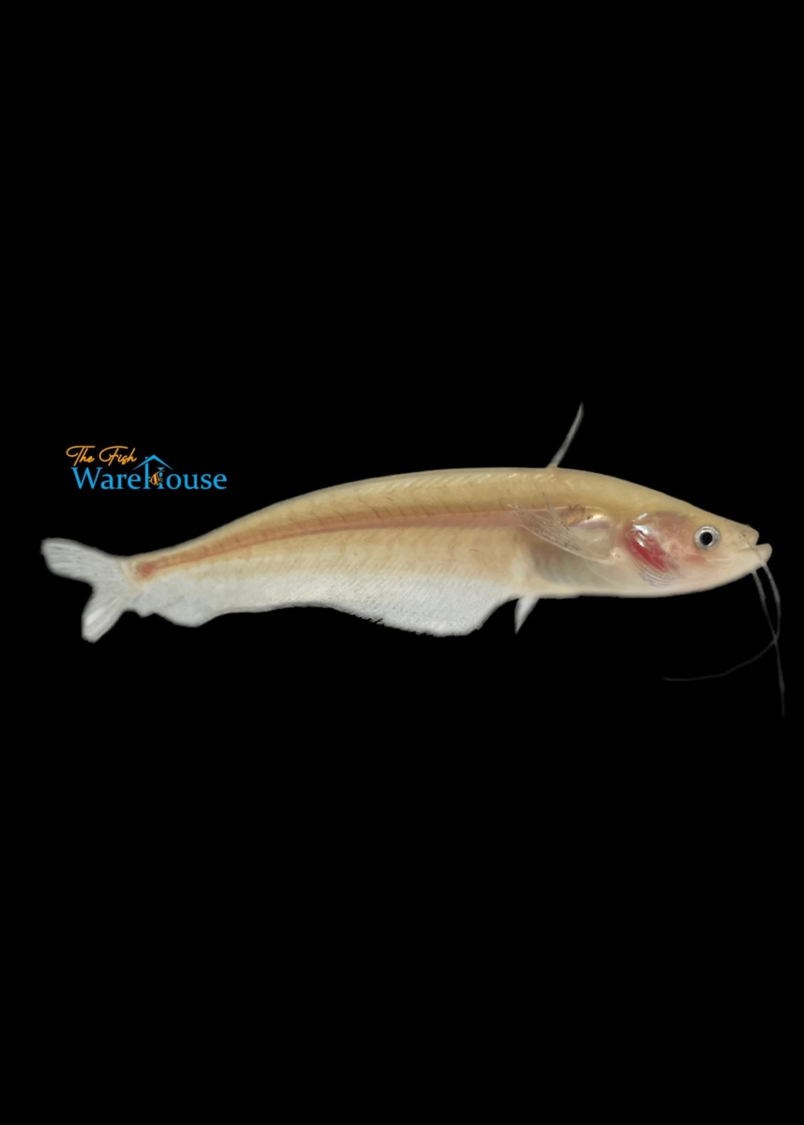 Ompok Bimaculatus