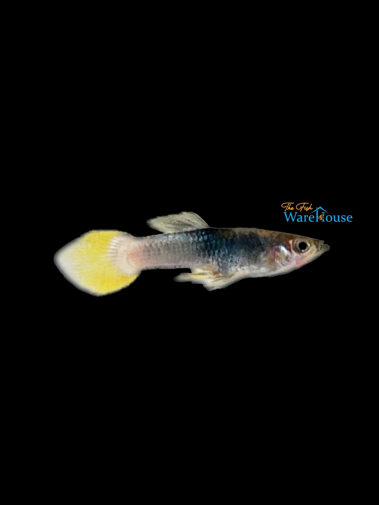 Pingu Guppy - Male (Poecilia reticulata) - The Fish Warehouse