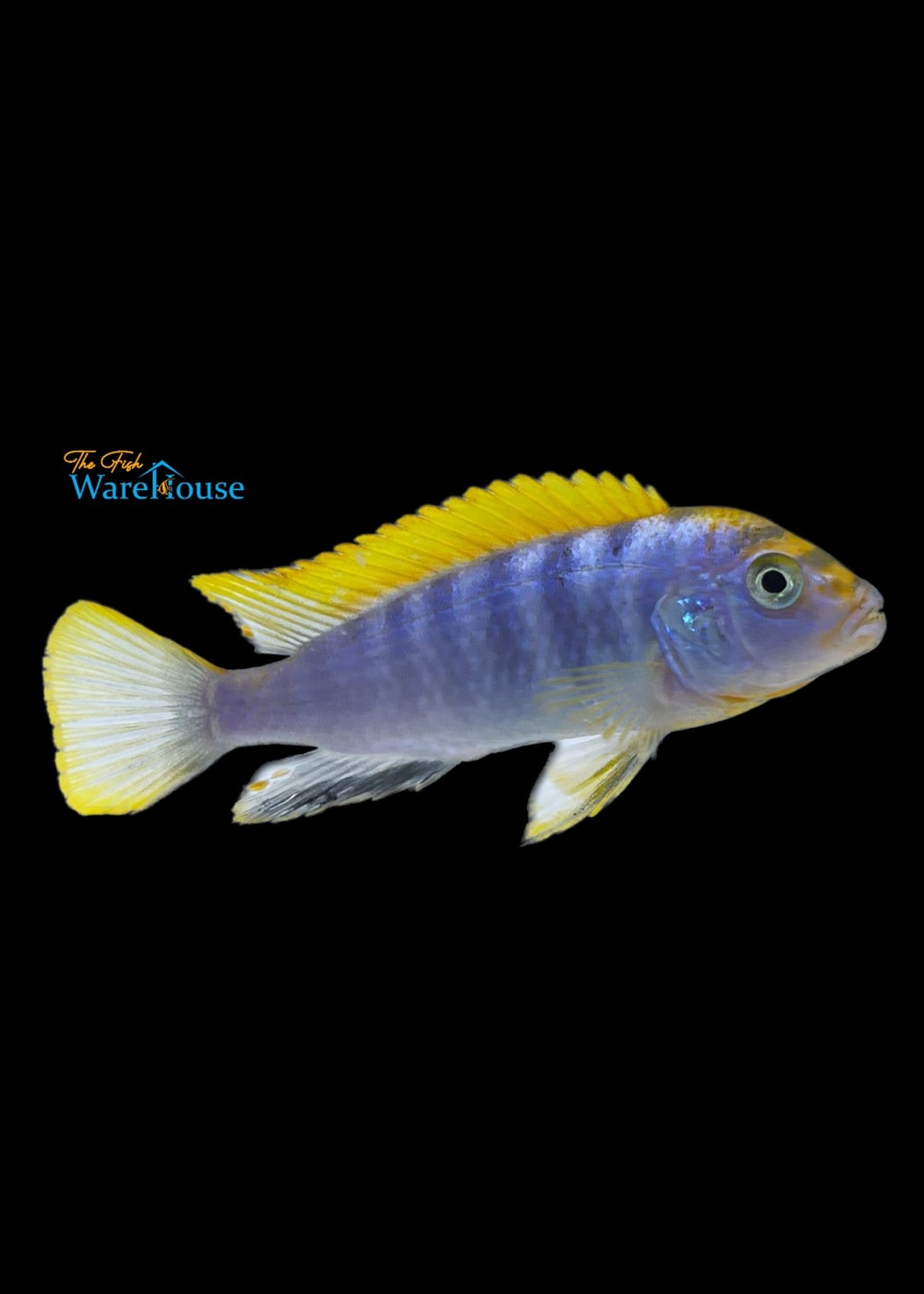 Swedish Super Red Hongi Cichlid (Labidochromis sp. 'Hongi' Sweden ...