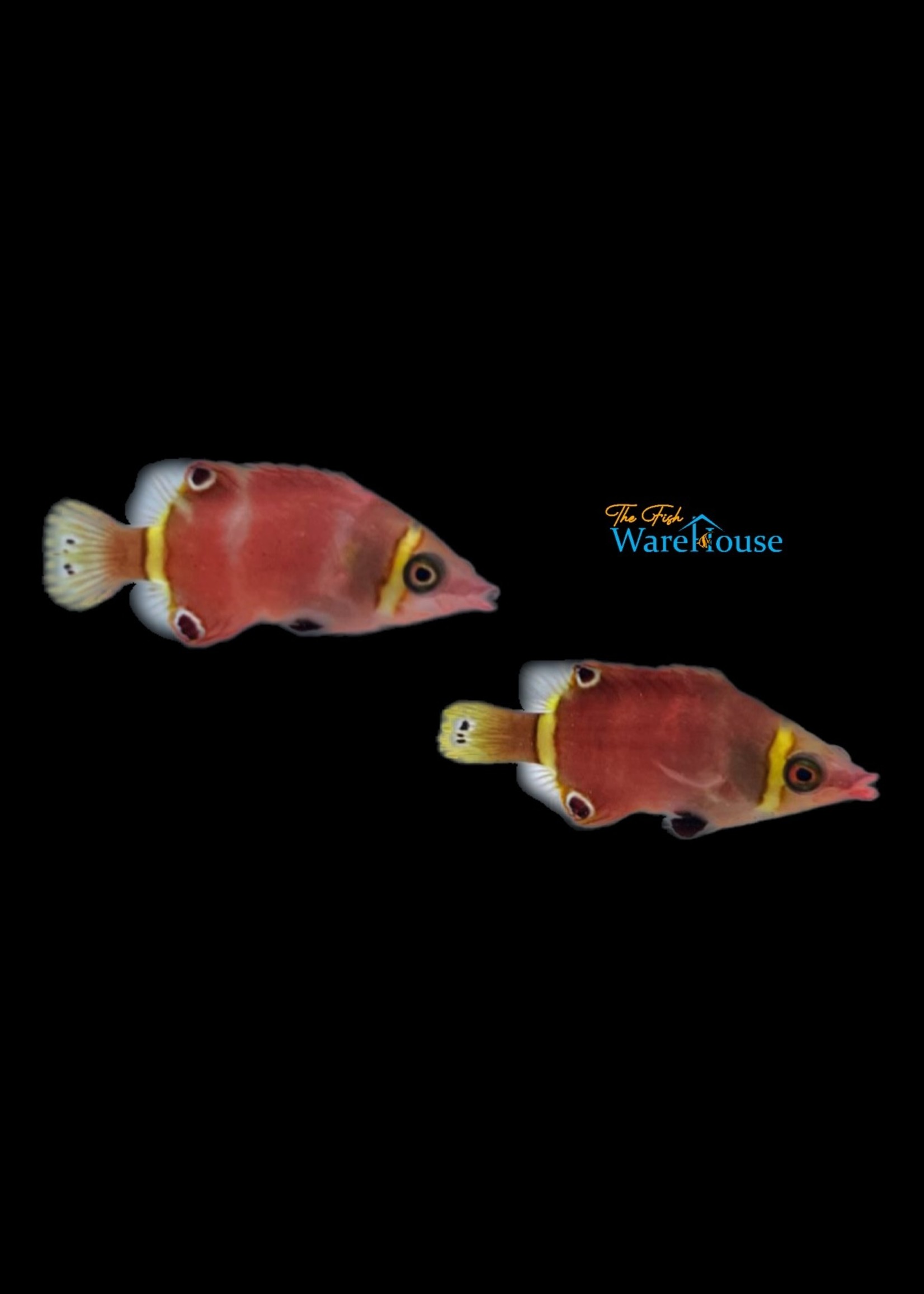Yellow Banded Possum Wrasse (Wetmorella nigropinnata) - The Fish Warehouse