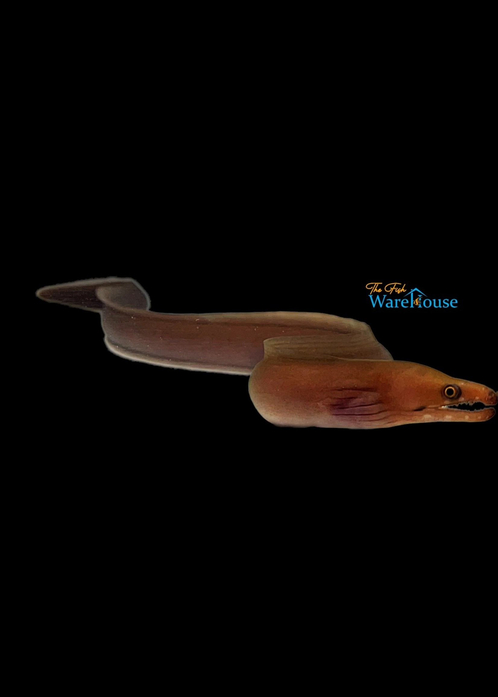 Caribbean Viper Moray Eel (Enchelycore nigricans) - The Fish Warehouse