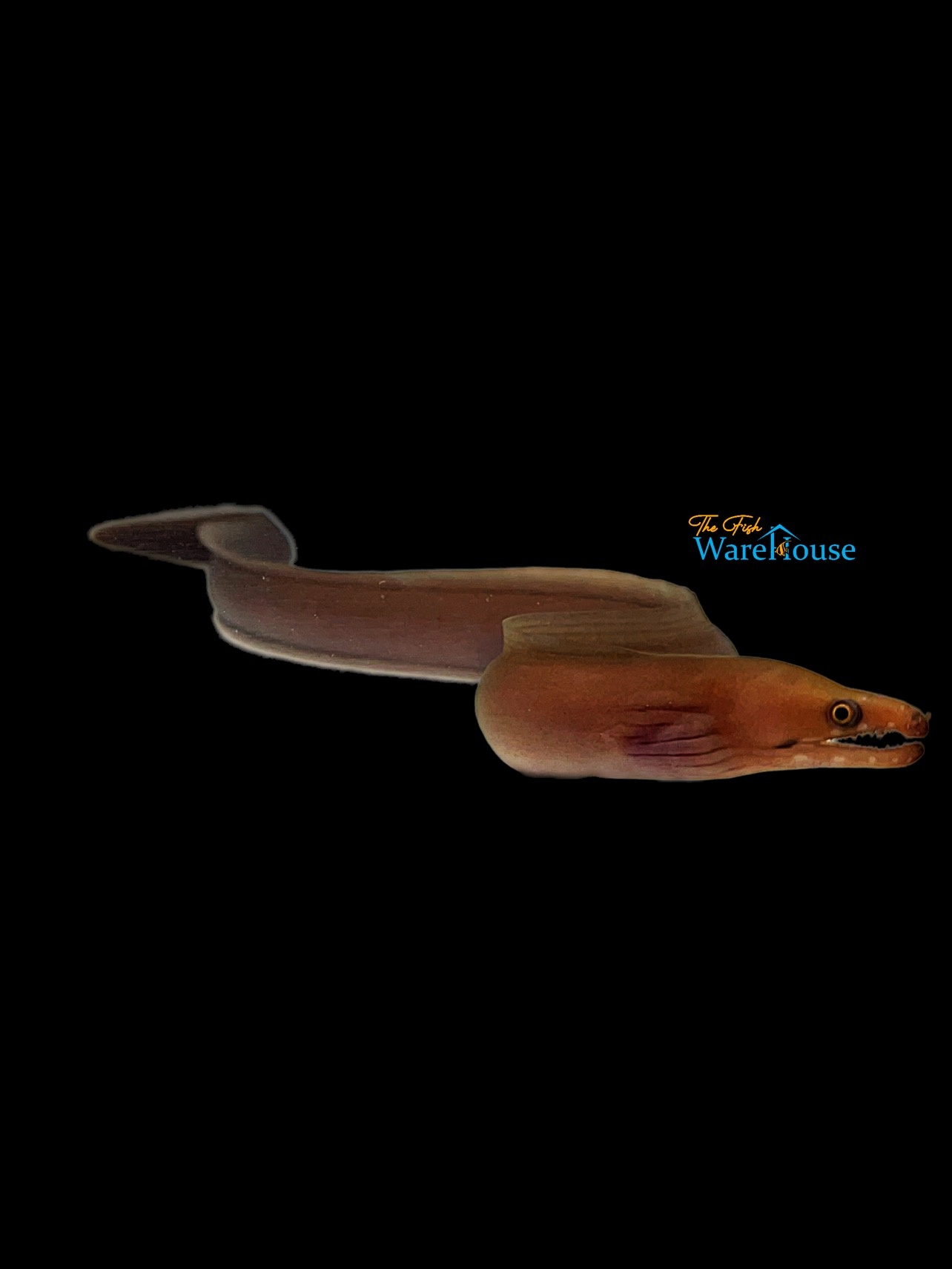 Caribbean Viper Moray Eel (Enchelycore nigricans) - The Fish Warehouse