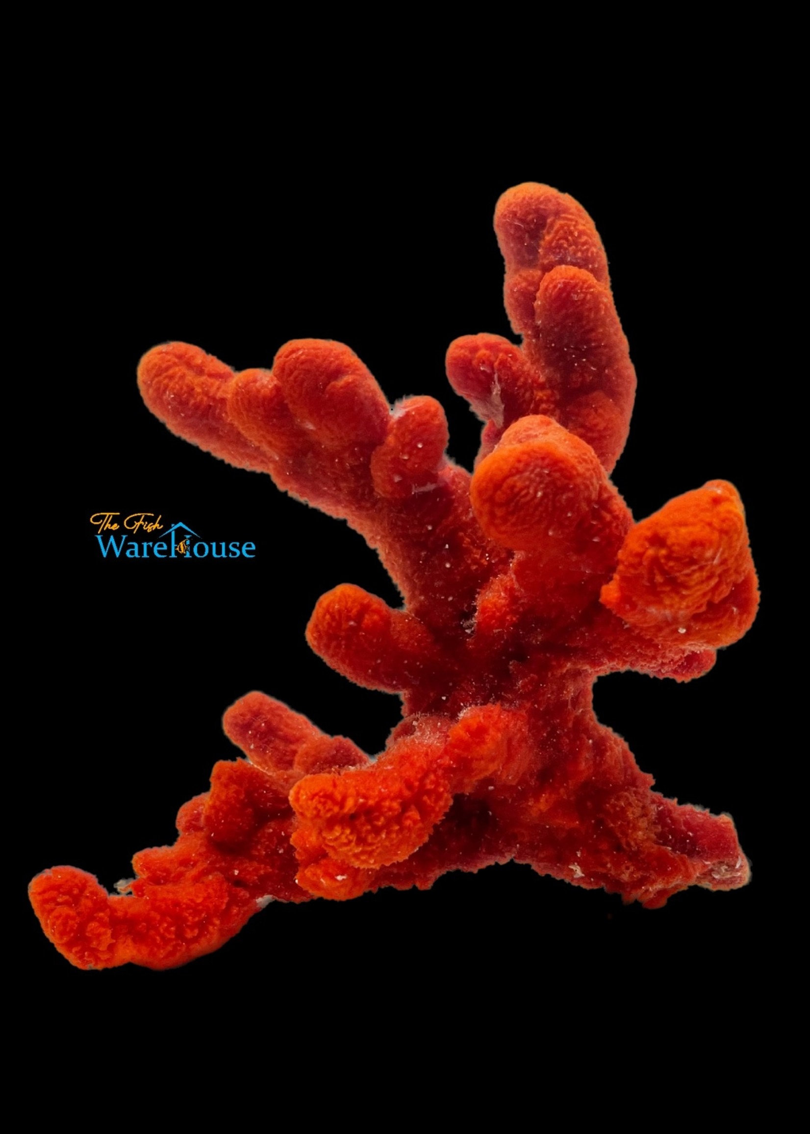 Red Tree Sponge (Amphimedon compressa) - The Fish Warehouse
