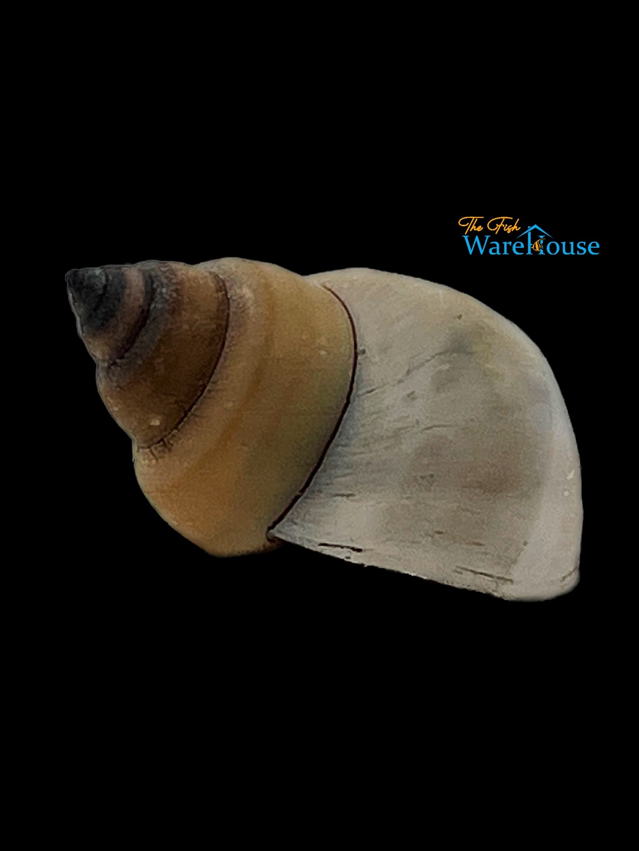 White Wizard Snail (Filopaludina martensi) - The Fish Warehouse