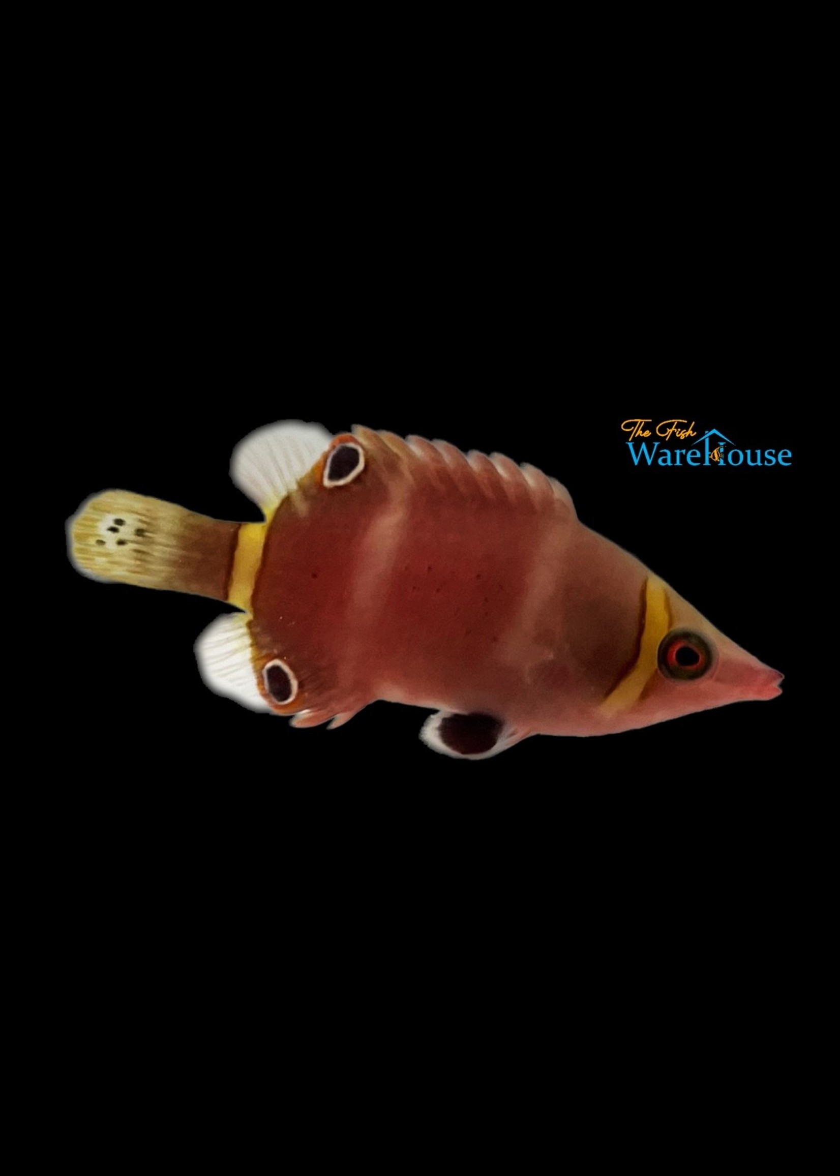 Yellow Banded Possum Wrasse (Wetmorella nigropinnata) - The Fish Warehouse