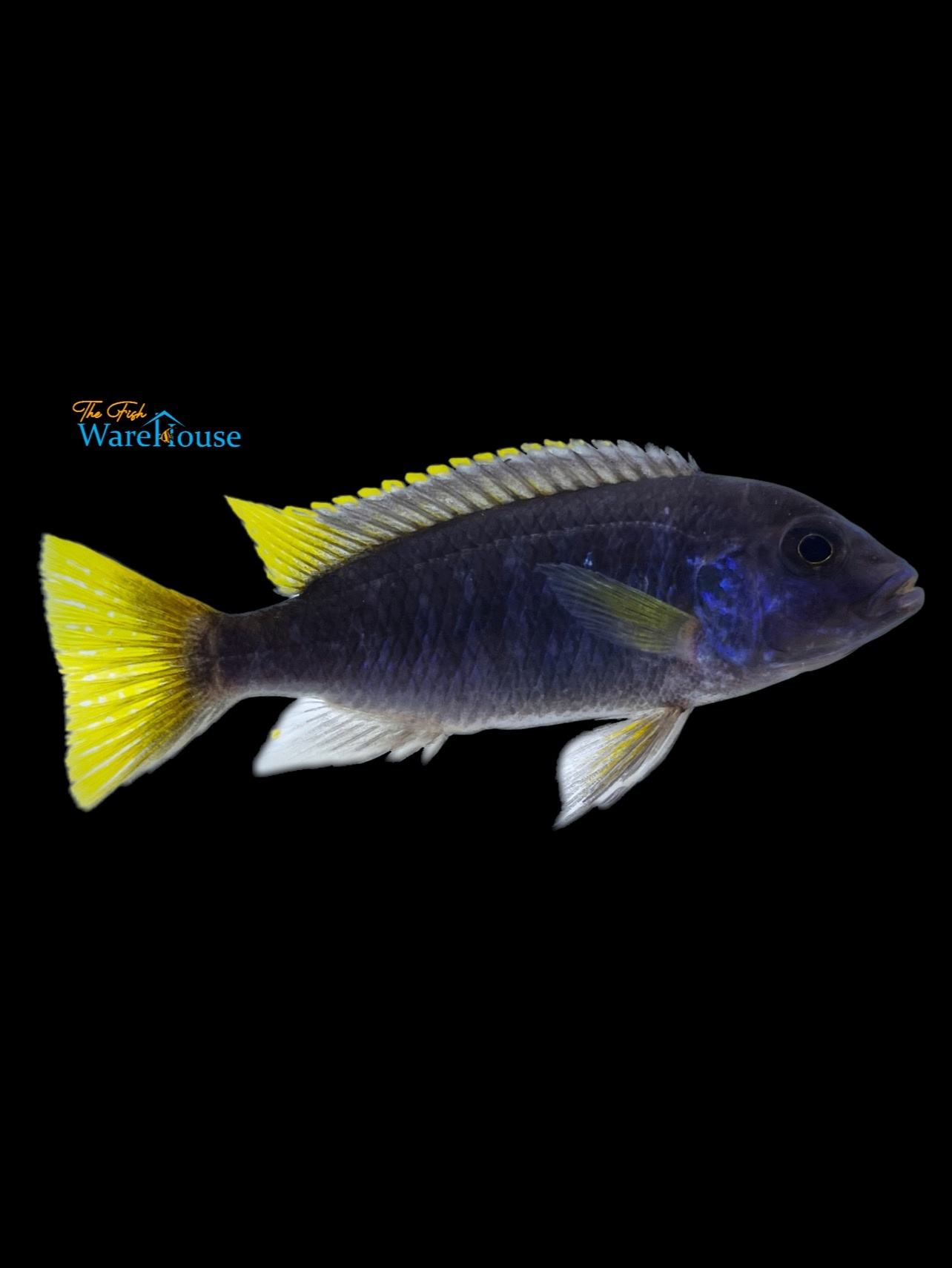 Yellow Tail Acei (Pseudotropheus acei) - The Fish Warehouse