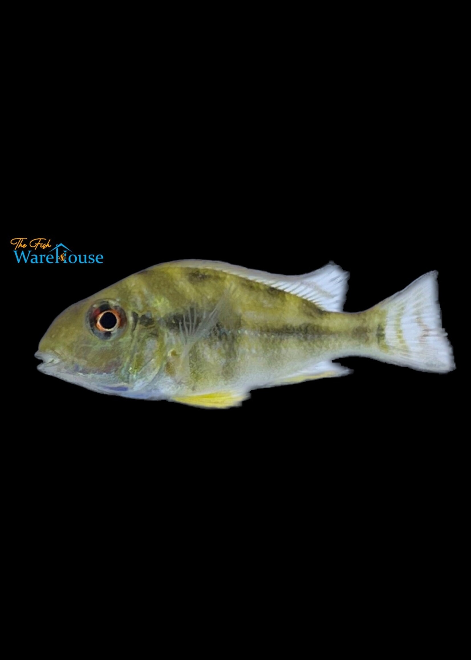 Geophagus Altifrons - The Fish Warehouse Geophagus Altifrons - The Fish Warehouse