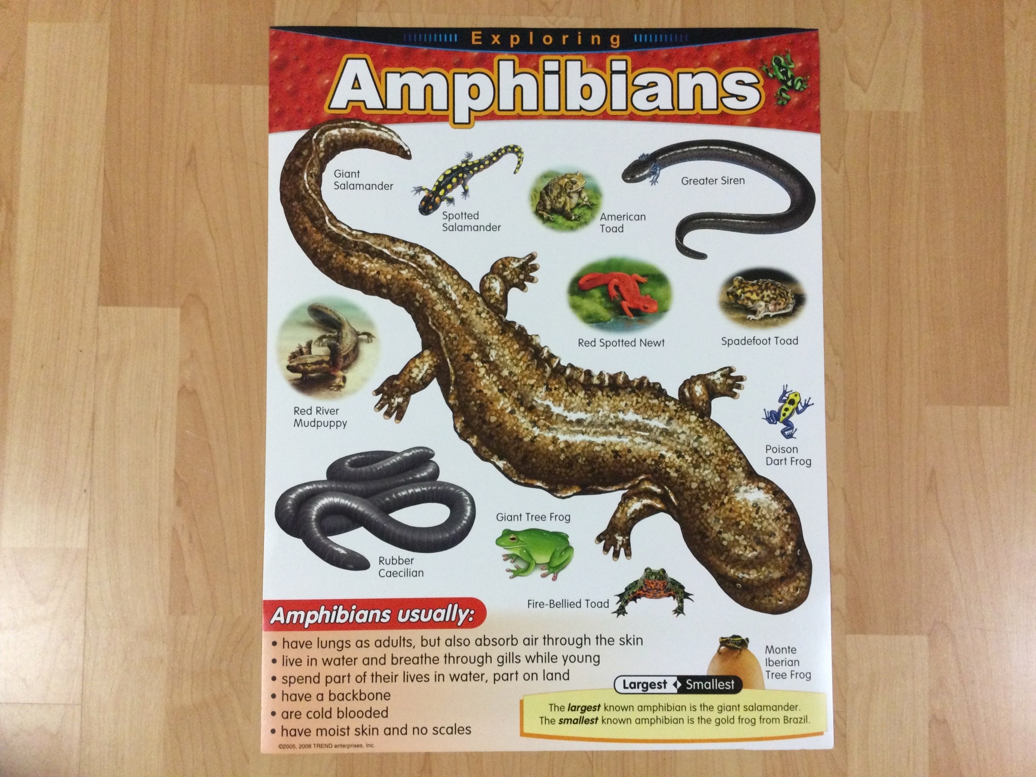 Amphibians Chart - School Spot