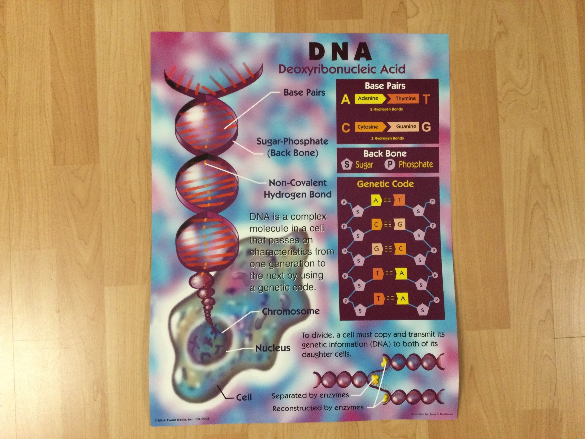 DNA Chart - School Spot