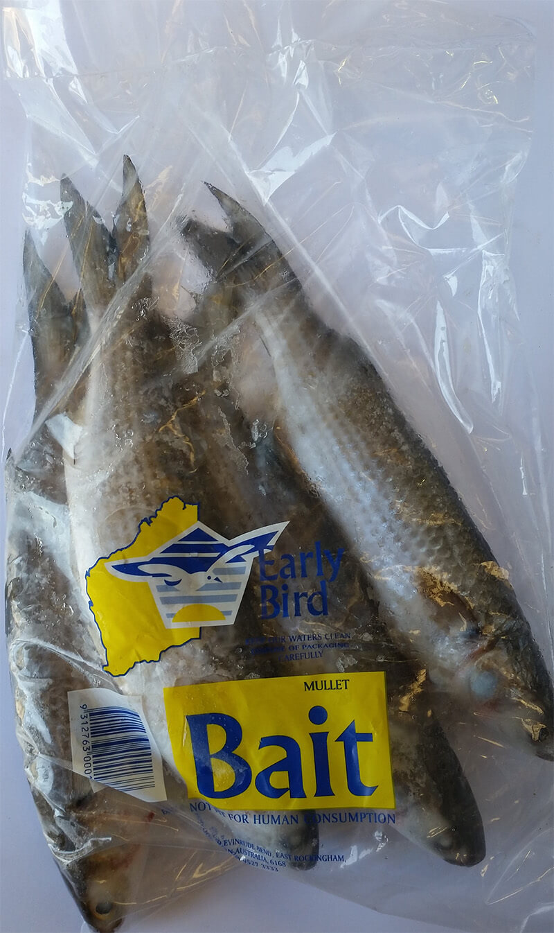 EARLY BIRD Mullet 1kg - Port Kennedy Cycles and Fishing