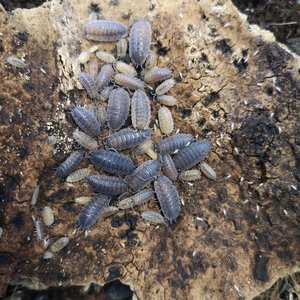 Isopods - Roonami
