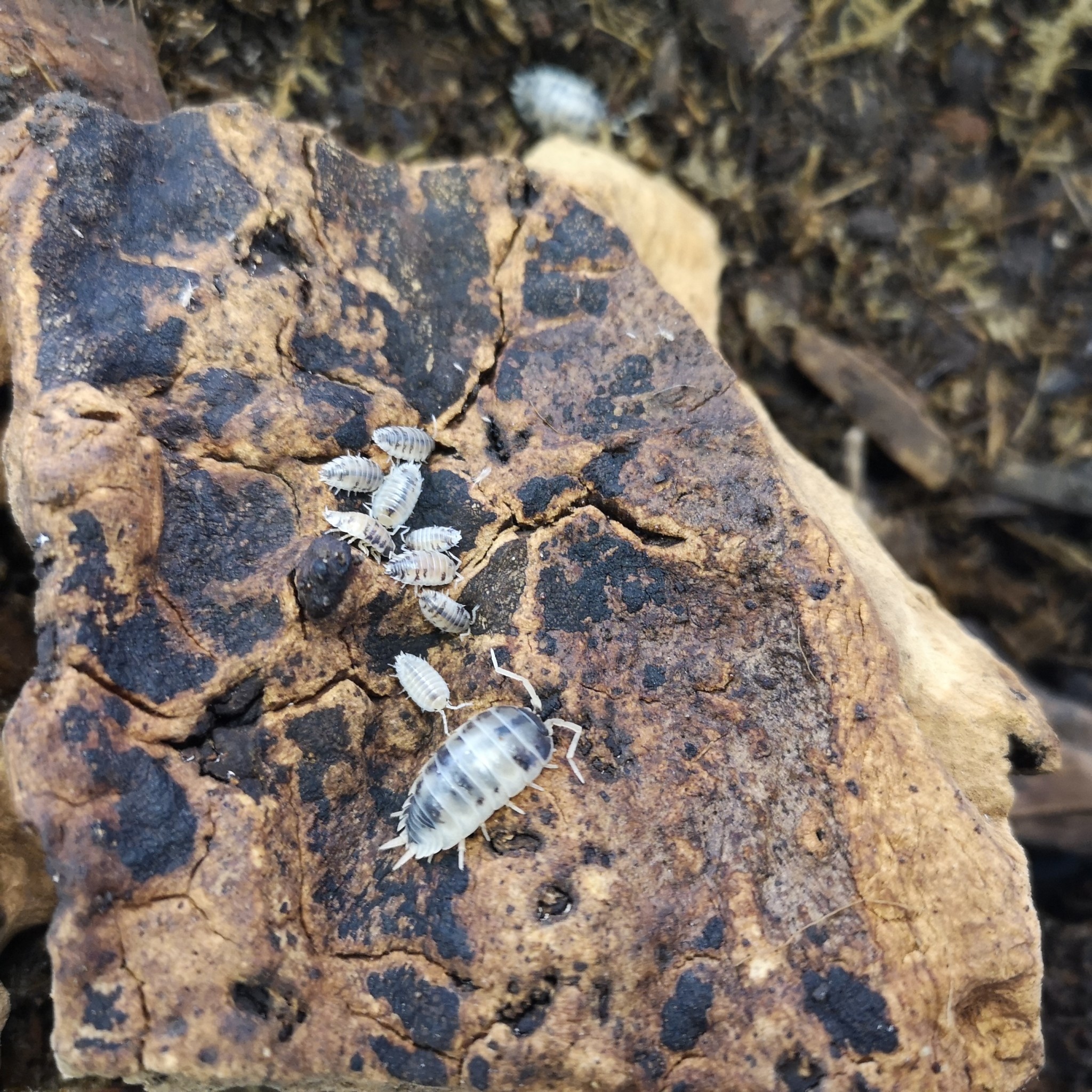 Dairy Cow Isopods with Pink Springtails (Porcellio laevis) - Roonami