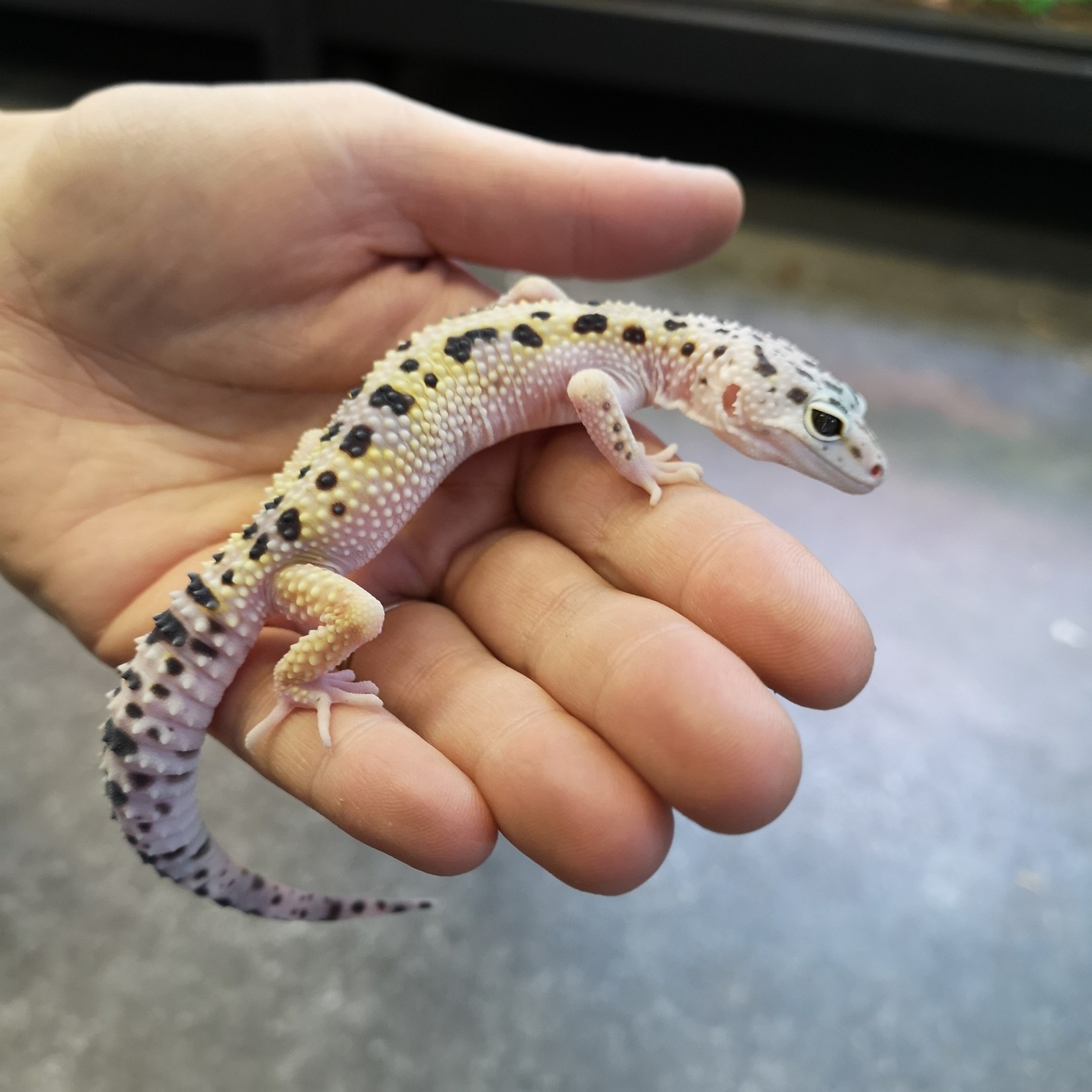 Mack Snow Leopard Gecko