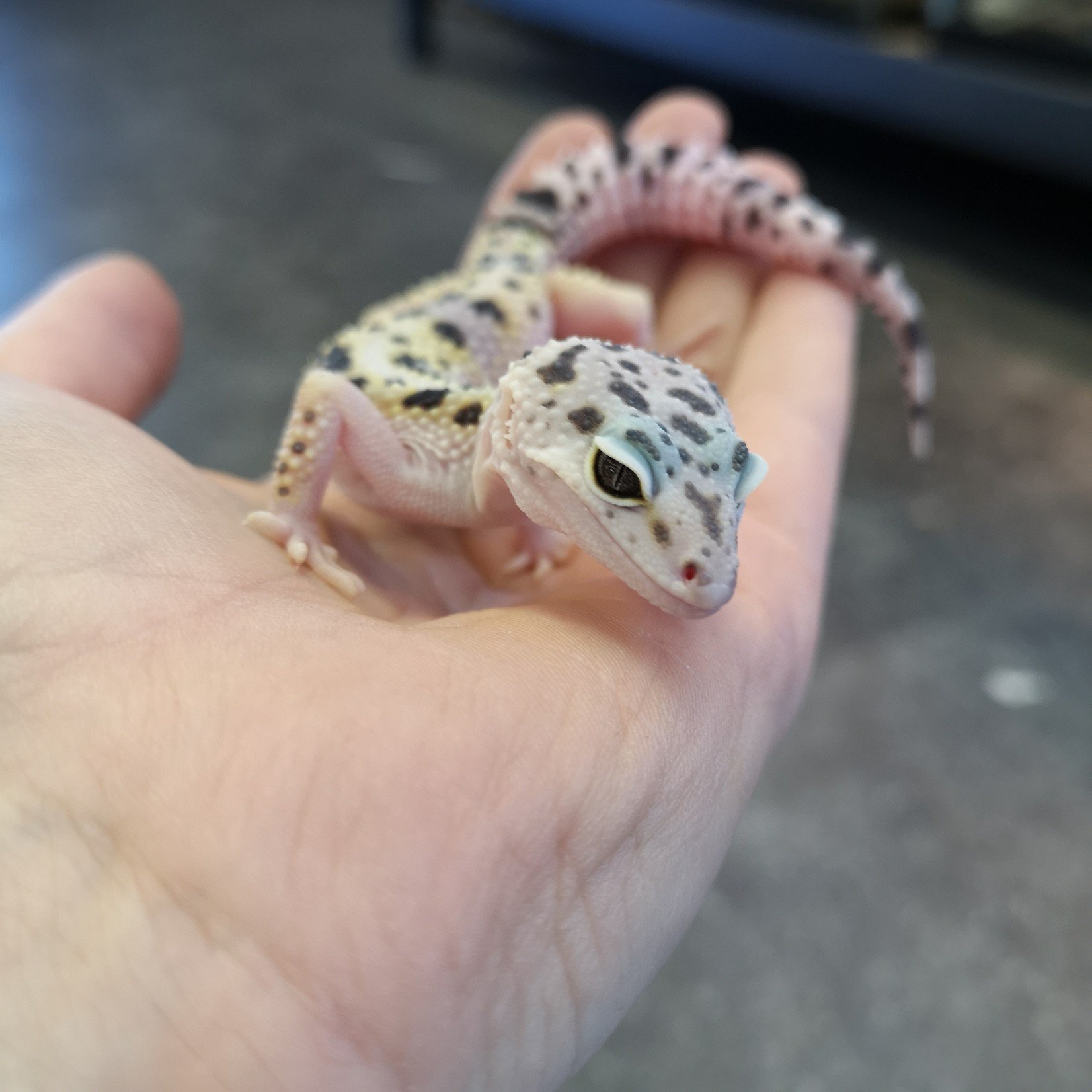 Cute Baby Leopard Gecko