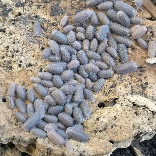 Isopods - Roonami