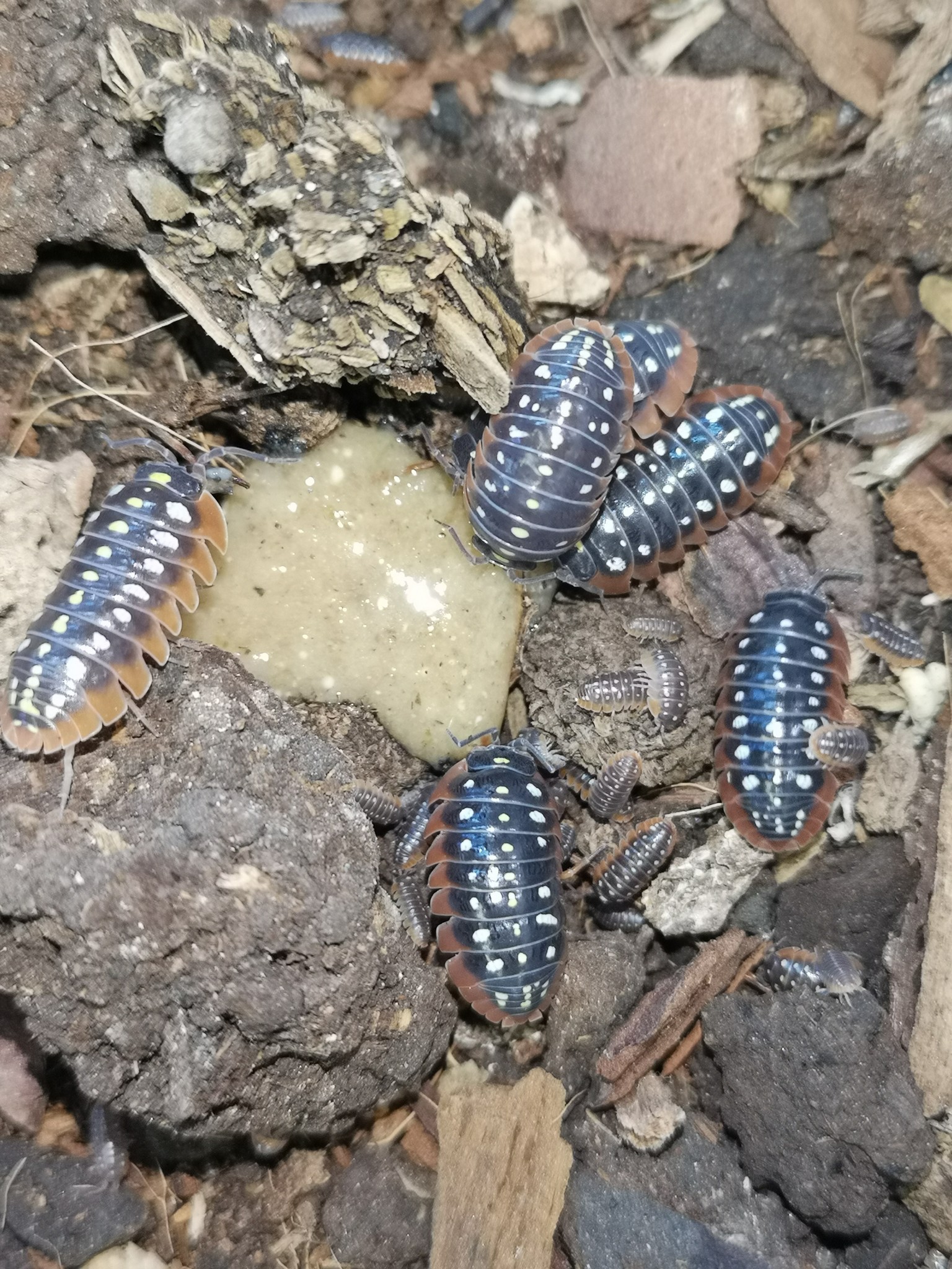 Armadillidium klugii "Montenegro" Isopods - Roonami