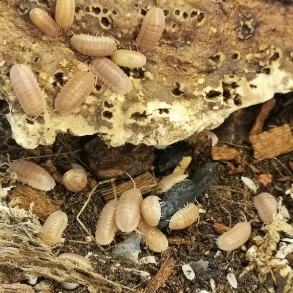 Isopods - Roonami