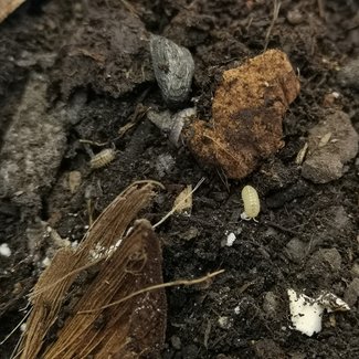 Isopods - Roonami