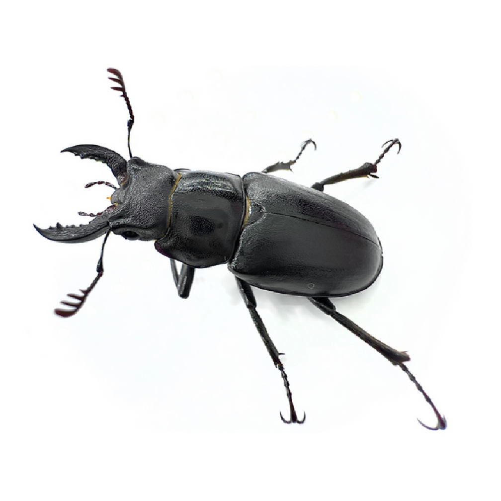 Live Pet Stag Beetles Are Available Roonami Live Pet Stag Beetles Are Available Roonami