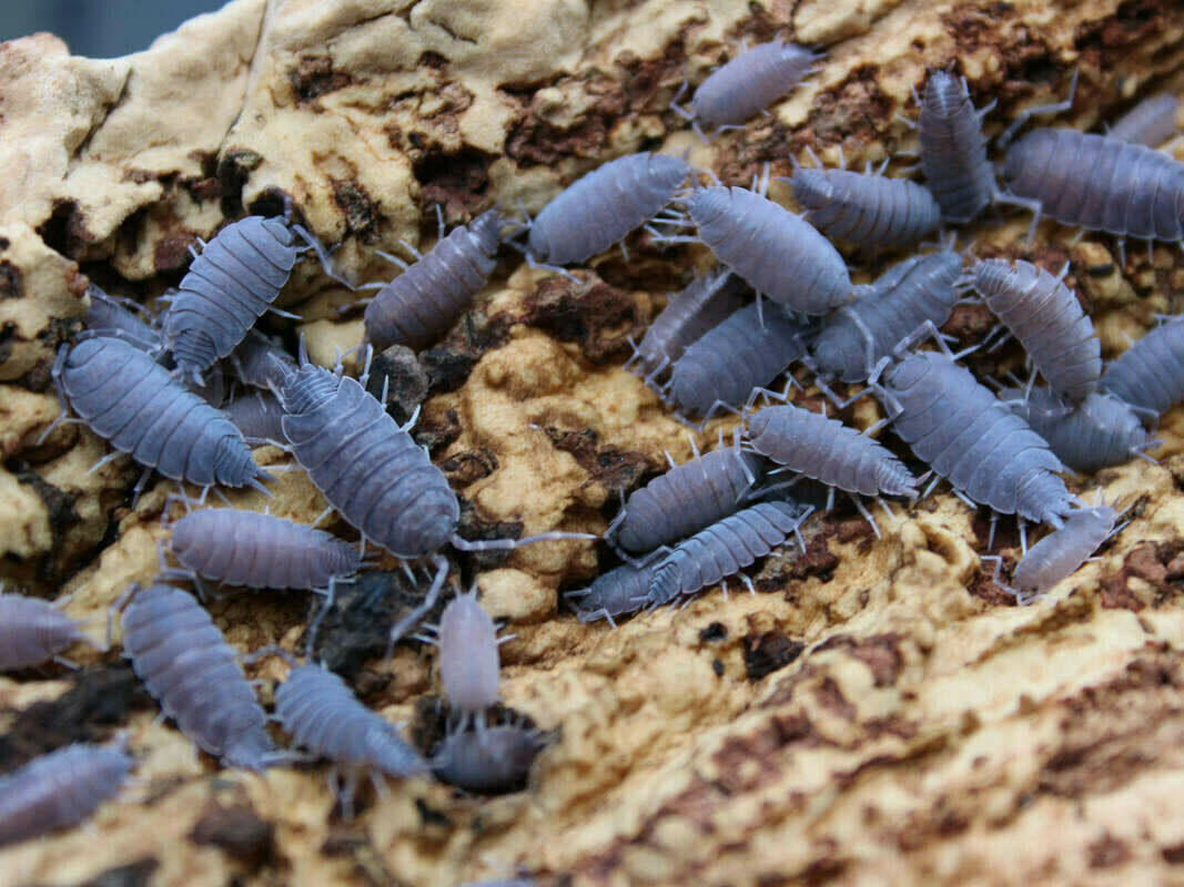 Powder Blue Isopods (Porcellionides pruinosus) - Roonami