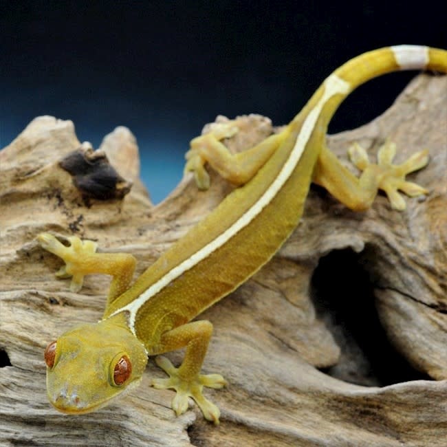 PREORDER White Line Gecko (Gecko vittatus) - Roonami