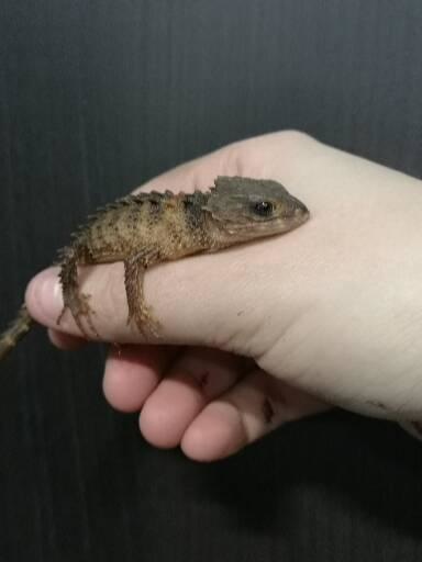 White Eye Crocodile Skink - Roonami